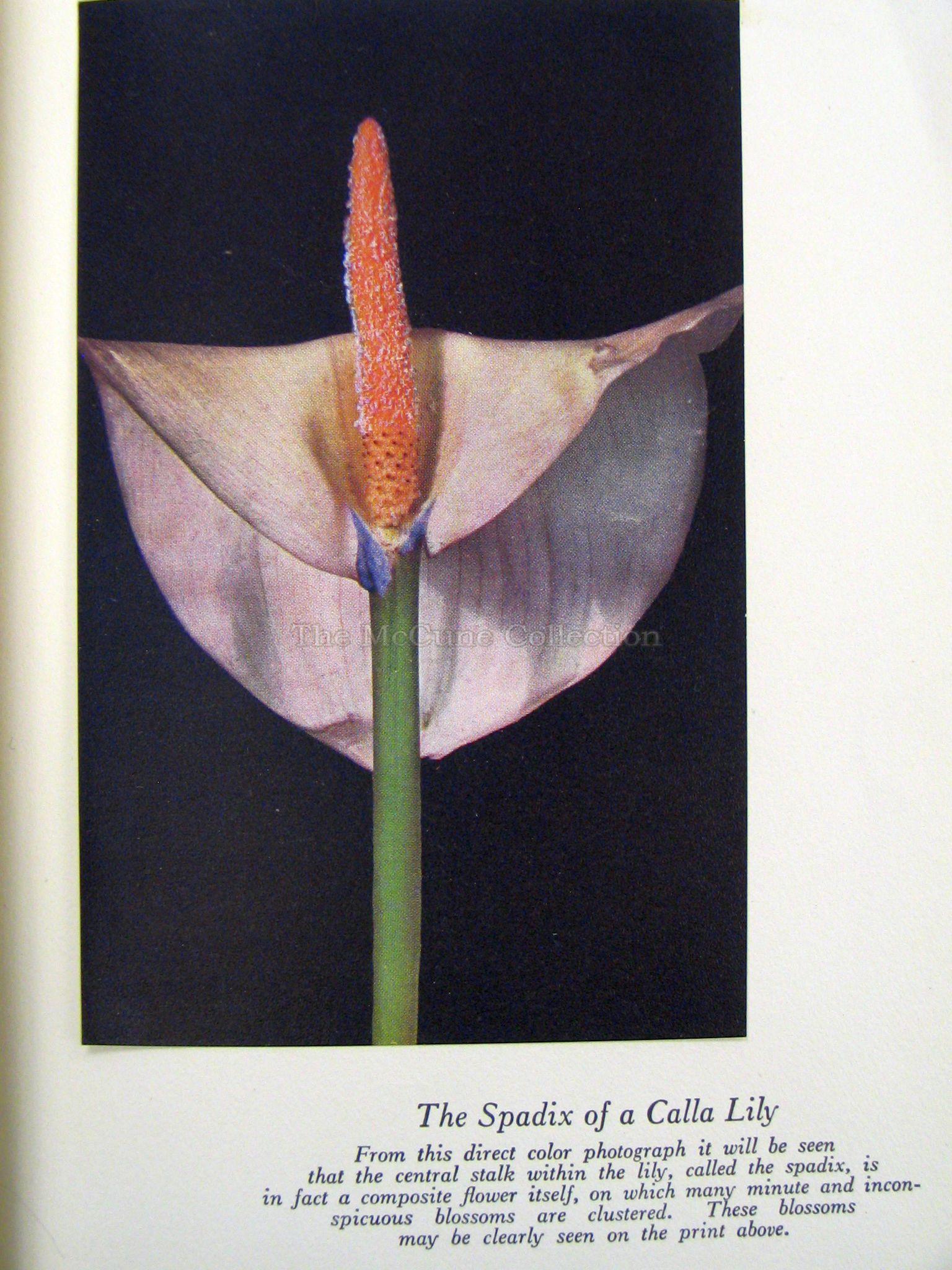 Luther Burbank. His Methods and Discoveries. Vol. II. • The McCune ...